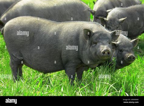 Vieux Cochon Banque De Photographies Et Dimages à Haute Résolution Alamy