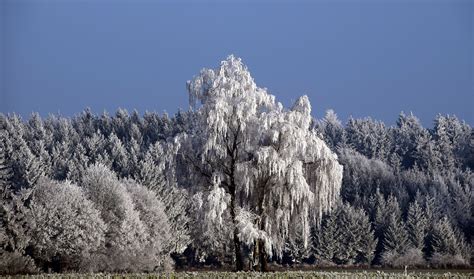 Arvores Nevado Inverno Foto Gratuita No Pixabay Pixabay