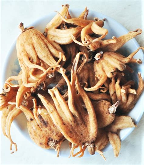 Fo Shou Buddhas Hand Fructus Citri Sarcodactylis 佛手