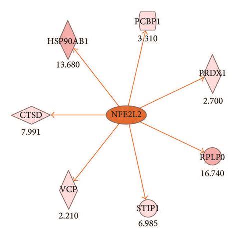 Schematic Representation Of Nrf2 Regulation And Function As Predicted