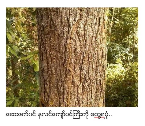 လက္ေတြ့အသံုးခ်ေဆးနည္းတုိ Kyi Lwin Myint Mudra