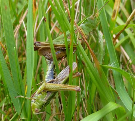 Grasshoppers Erm Doing It Wildfife Com