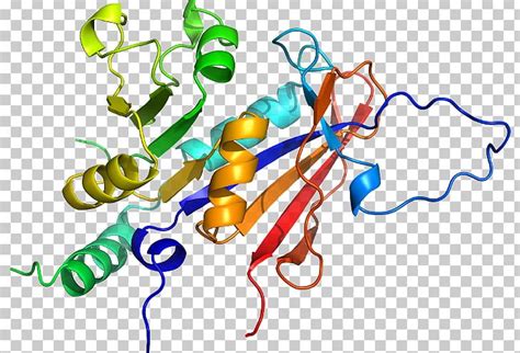 Dihydrofolate Reductase Sequence Domain Of A Function Organism Human Behavior Png Clipart Area