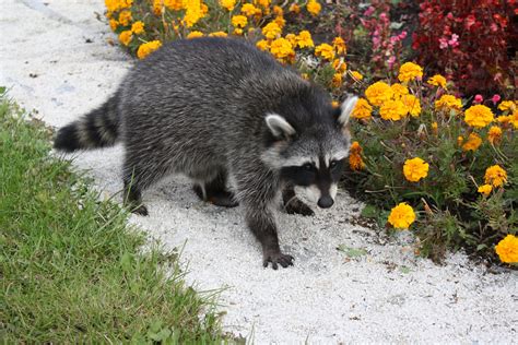 Ways To Make Raccoons Leave Agent Secret Pest Control