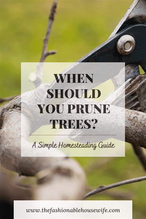 When Should You Prune Trees A Simple Homesteading Guide The Fashionable Housewife Fashion