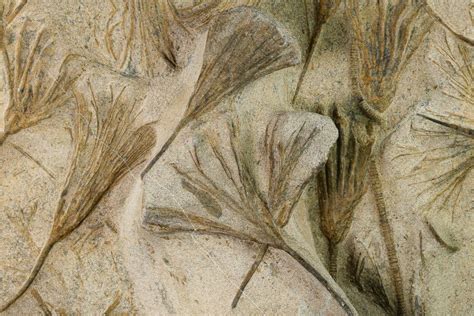 17 Plate Of Ordovician Crinoid Fossils Marzane Morocco 171273