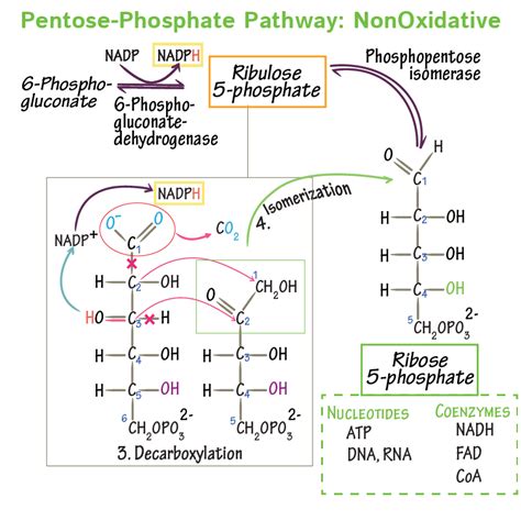 Biochemistry Glossary Pentose Phosphate Pathway Ditki Medical