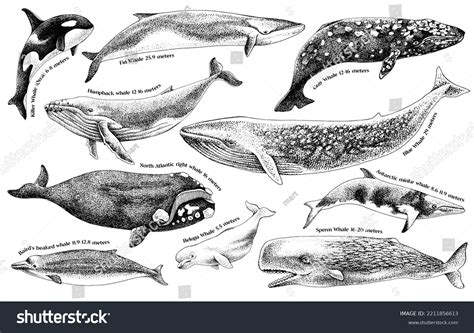 How To Draw Killer Whale
