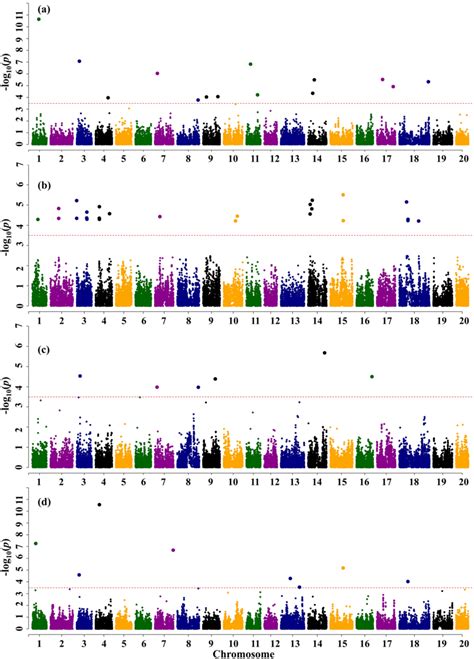 Manhattan Plots Of − Log10 P Versus Chromosomal Position Of