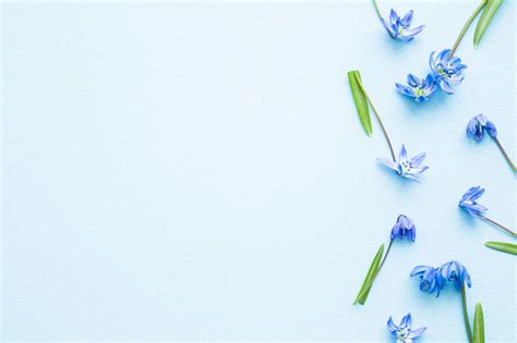 신선한 눈 방울 또는 녹색 잎 밝은 파스텔 파란색 배경에 실라 봄의 첫 메신저 영감 정서적 감상적인 텍스트 따옴표 또는 속담을