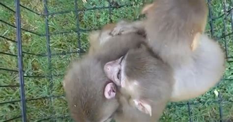 Monos Que No Dejaban De Abrazar A Su Hermano Con Síndrome De Down Conmovieron A Propios Y