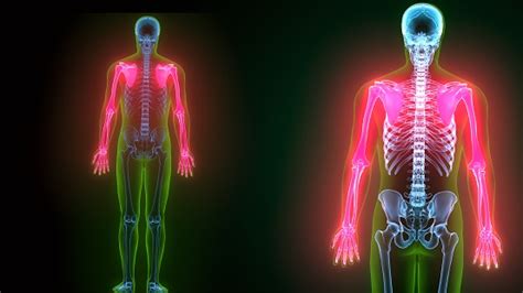 인간 골격 시스템 상부 사지 뼈 관절 해부학의 3d 그림 0명에 대한 스톡 사진 및 기타 이미지 0명 3차원 형태 가락뼈