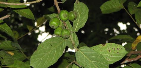 Opposite Leaved Fig Rough Leaved Stem Fig Swire Properties
