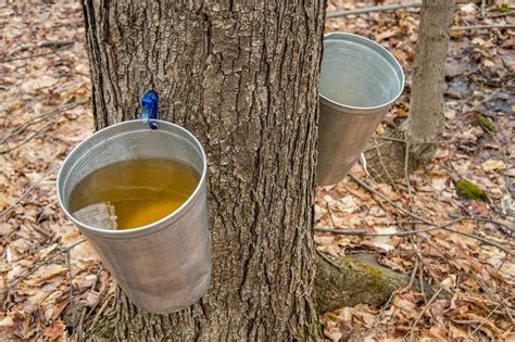 Does Maple Tree Sap Go Bad