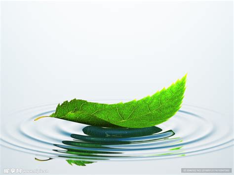 落在水面上的绿叶子摄影图树木树叶生物世界摄影图库昵图网