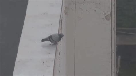 ამ ცხოვრების D Coub