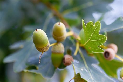 Pohon Biji Ek Alam Foto Gratis Di Pixabay Pixabay