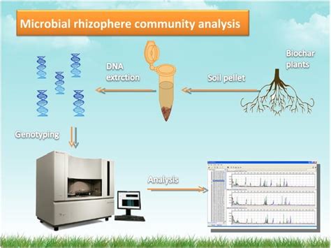 Biochar Root Growth And Rhizosphere Communities[linkedi] Ppt