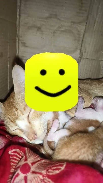 Cat Playing This Game Meme Youtube