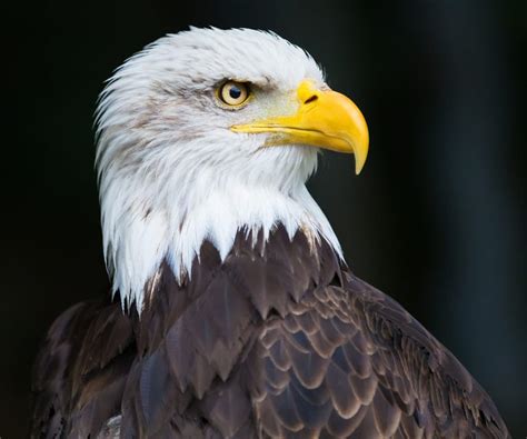 2 Types Of Eagles Found In Ontario Id Guide Bird Watching Hq