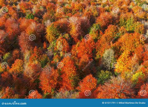 Background Of Autumnal Trees Textures Stock Image Image Of Autumn Beauty
