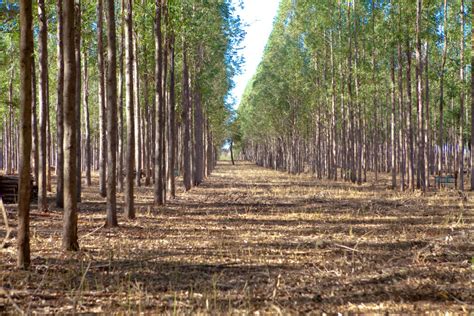 Área De Florestas Plantadas Para Extração De Madeira Em Goiás Apresenta