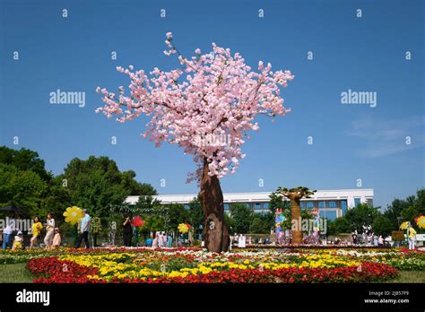 A Huge Pink Fake Cherry Blossom Tree At The 2022 Flower Festival In