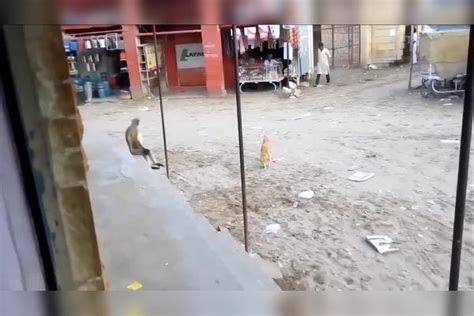 这猴子真是太调皮了看把狗狗吓成啥样了 猴子 狗狗