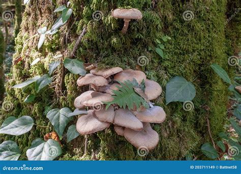 Fungi Are Saprophytes And Parasites That Live On Trees In Parks And Forests Of The Planet Stock