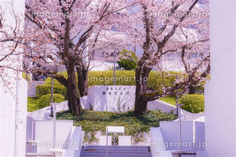 桜台の桜（横浜市青葉区）の写真素材 235891834 イメージマート