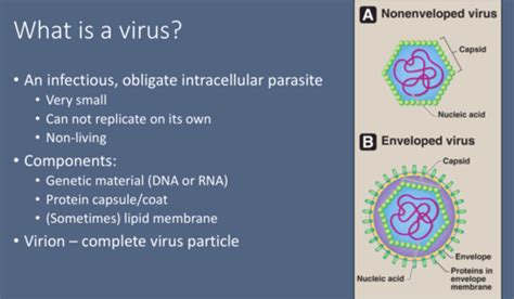 Viral Infections Flashcards Quizlet