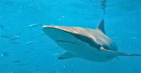 How Sharks Mate Everything You Need To Know
