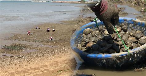 조개껍질 깨지고 얇아지고가파른 해양 산성화