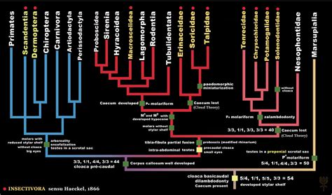 Filogenia De Eutheria Phylogeny Of Eutheria This Is An O Flickr