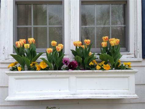 Spring Window Boxes Tulips And Pansies