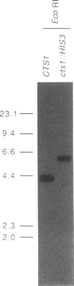 Southern Blot Analysis Of Chromosomal Dna Isolated From Disruption