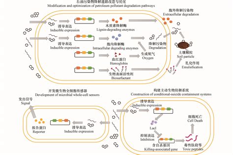 基因工程菌在石油污染修复中的研究进展与前景