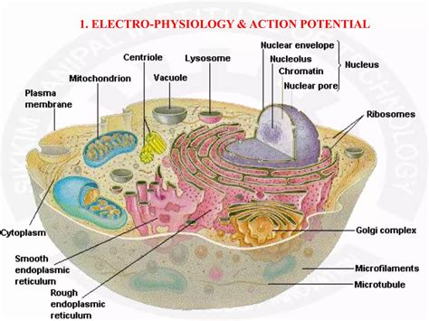 Action And Resting Potential Ppt