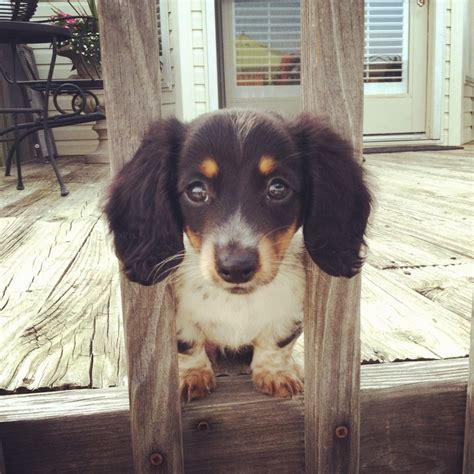 Remi