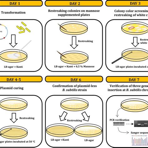 Schematic Diagram Of The White Yellow Colorimetric Screening Method For Download Scientific