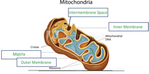 Exam 5 Biochem Notes Flashcards Quizlet