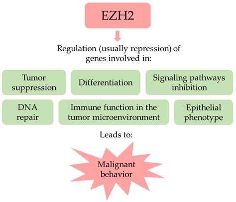 Cancers Free Full Text Ezh2 Inhibition And Cisplatin As A Combination Anticancer Therapy An