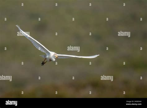 Western Cattle Egret Bubulcus Ibis In Flight Flying Western Cape South Africa Stock Photo