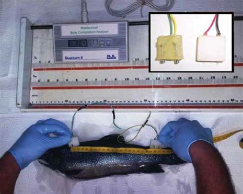 The Bia Analyzer Consists Of A Solid State Instrument Here Rjl