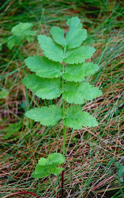 Wild Parsnip Weed Identification Guide For Ontario Crops Ontarioca