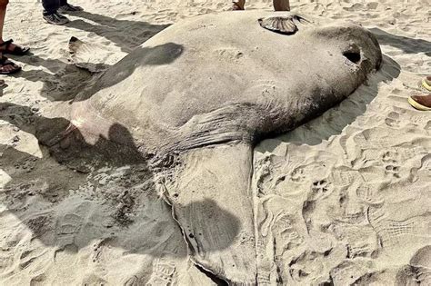 Peixe Raro De Mais De 900 Quilos é Encontrado Encalhado Em Praia Nos