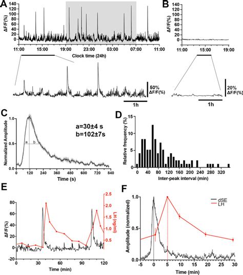 Multi Dimensional Oscillatory Activity Of Mouse Gnrh Neurons In Vivo Pmc
