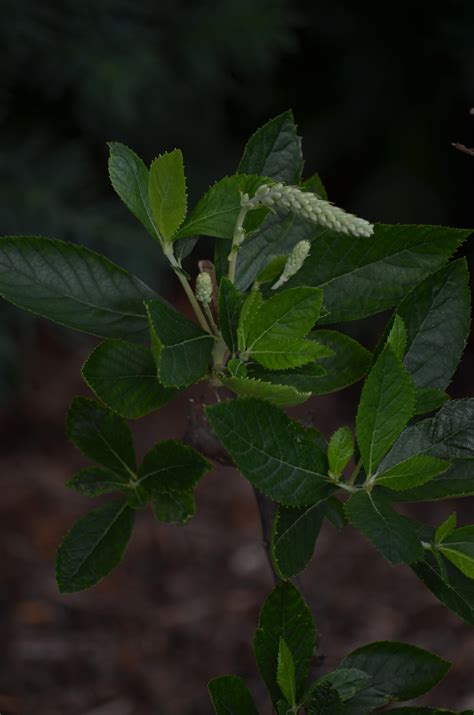 Clethra Alnifolia ‘compacta Purdue Arboretum Explorer