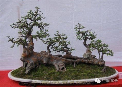 五杆丛林式盆景 一本多杆盆景图片大全 五杆盆景图片大全 第2页 大山谷图库