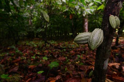 productos mexicanos que tienen Denominación de Origen Más de México